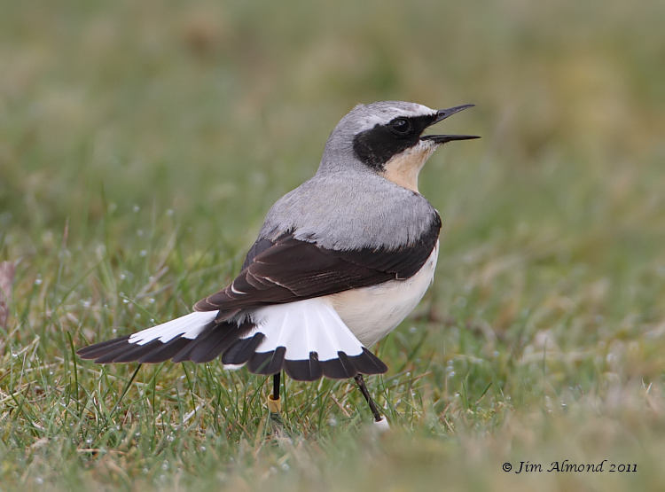 Species Gallery - Northern Wheatear