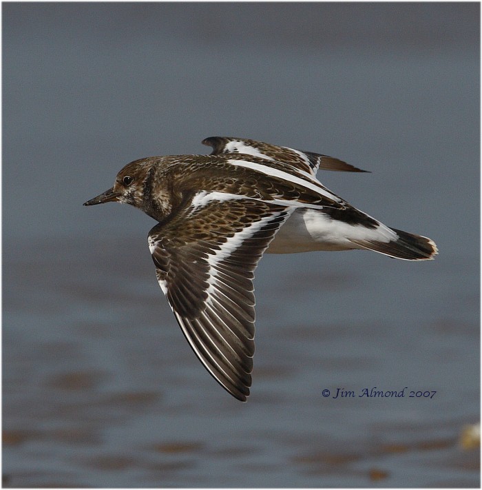 The Portfolio - Birds in flight