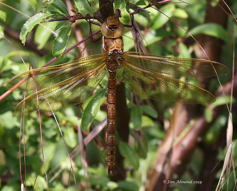 Brown Hawker